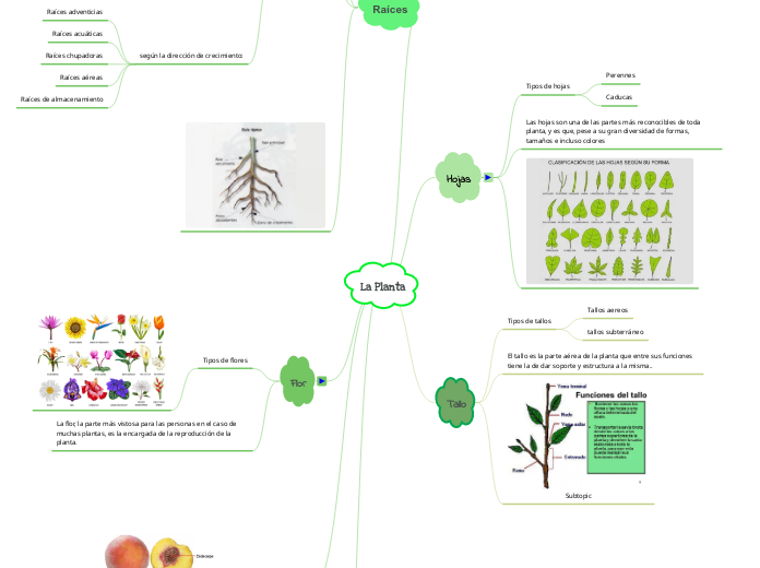 La Planta - Mind Map
